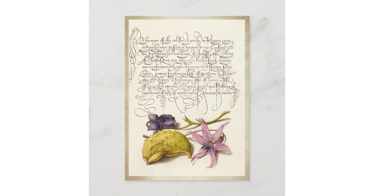 Vintage antique calligraphy botanical illustration postcard | Zazzle