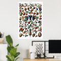 Vintage Antique French Fruit Print Poster | Zazzle