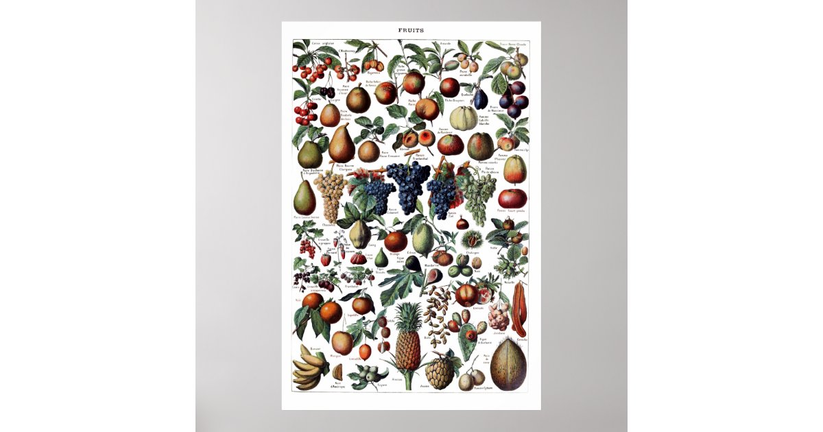 Vintage Antique French Fruit Print Poster | Zazzle