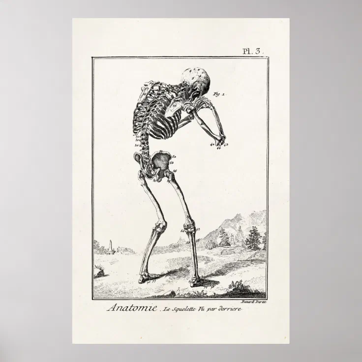 Vintage Antique Human Skeleton Medical Anatomy Poster | Zazzle