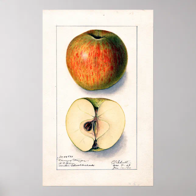 Vintage Apple Botanical Illustration Poster | Zazzle
