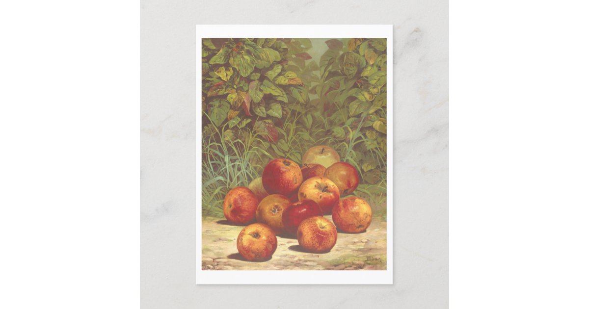 Vintage Apple Lithograph Postcard | Zazzle