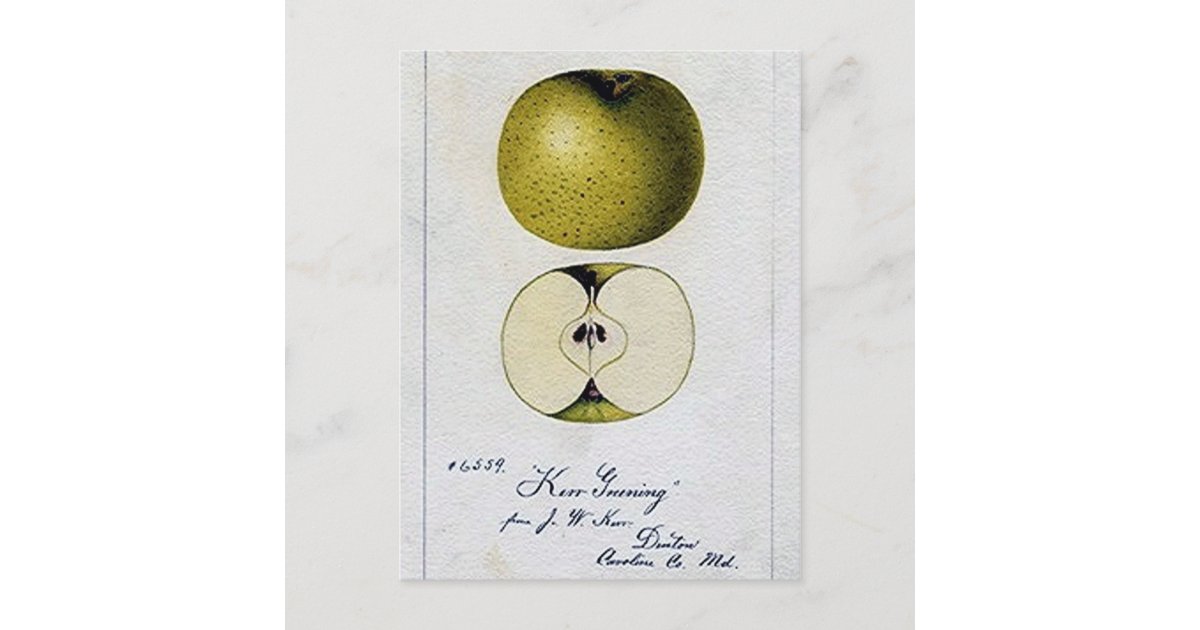 Vintage Apple Recipe Card | Zazzle