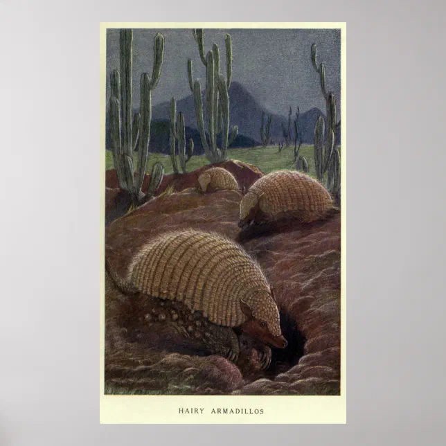 Vintage Armadillo Painting (1909) Poster | Zazzle
