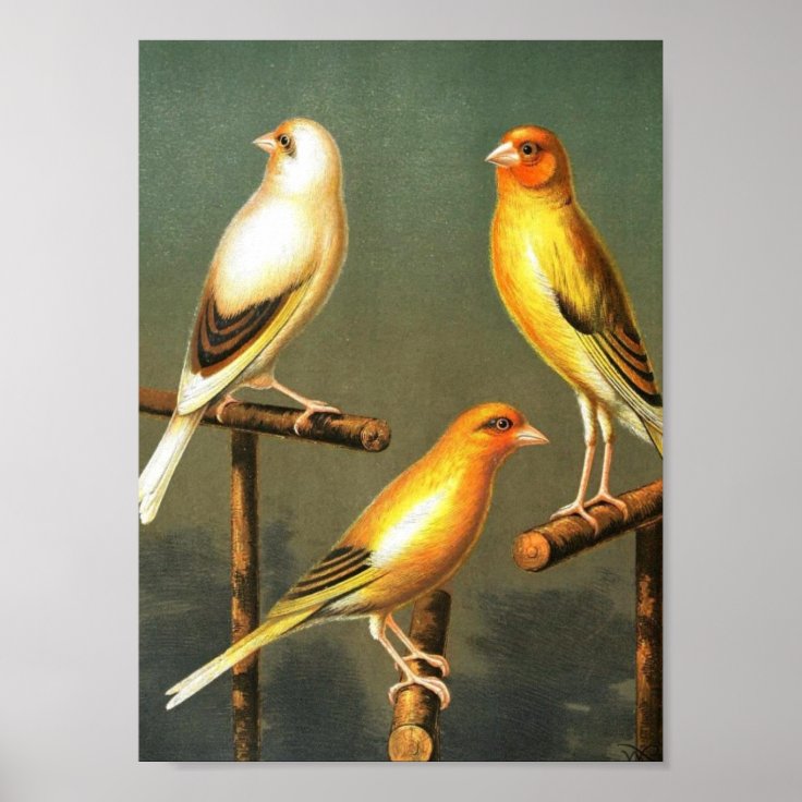 Vintage Art-Bird-Canaries-and-cage-birds-Goldfinch Poster | Zazzle