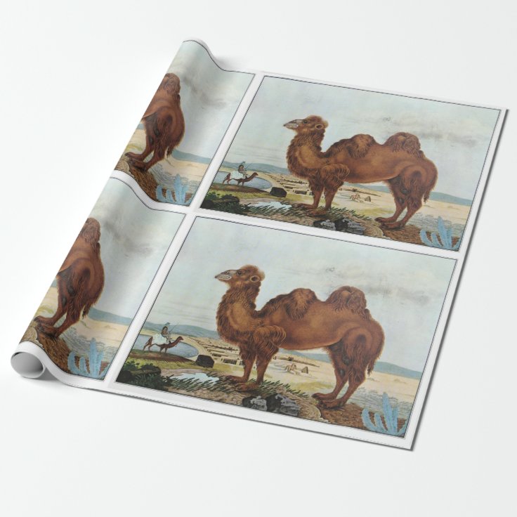 Vintage art camel wrapping paper | Zazzle