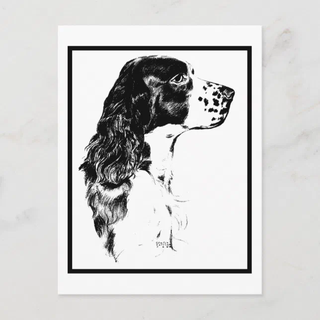 Vintage Art English Springer Spaniel Postcard | Zazzle