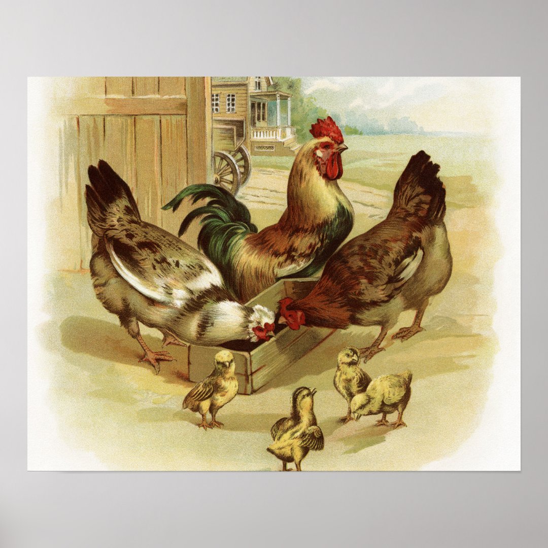 Vintage Art Farm Chickens Poster | Zazzle