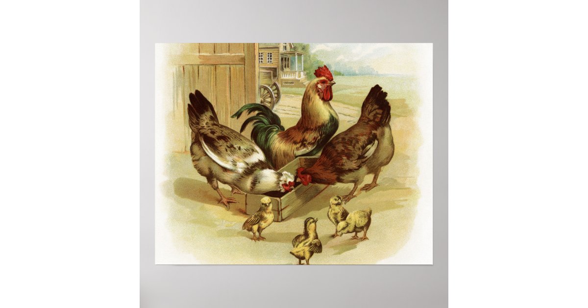 Vintage Art Farm Chickens Poster | Zazzle