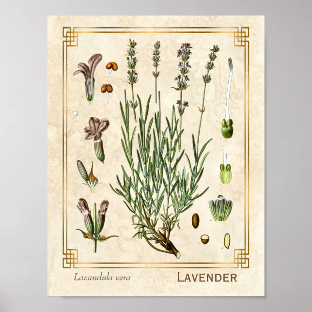 Vintage Art Herbal Lavender Flower Botanical Poster | Zazzle