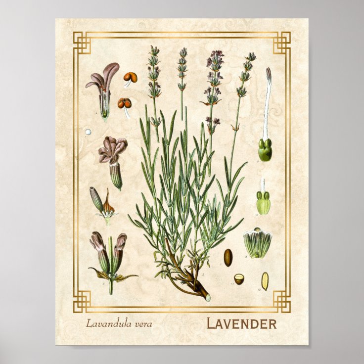 Vintage Art Herbal Lavender Flower Botanical Poster | Zazzle