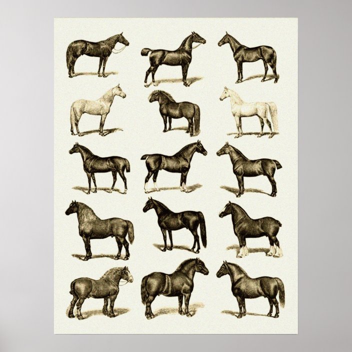 Vintage art Horse Breeds Chart printed poster wall | Zazzle