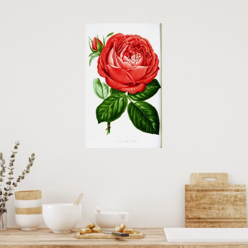 Vintage Art Red Rose Poster | Zazzle
