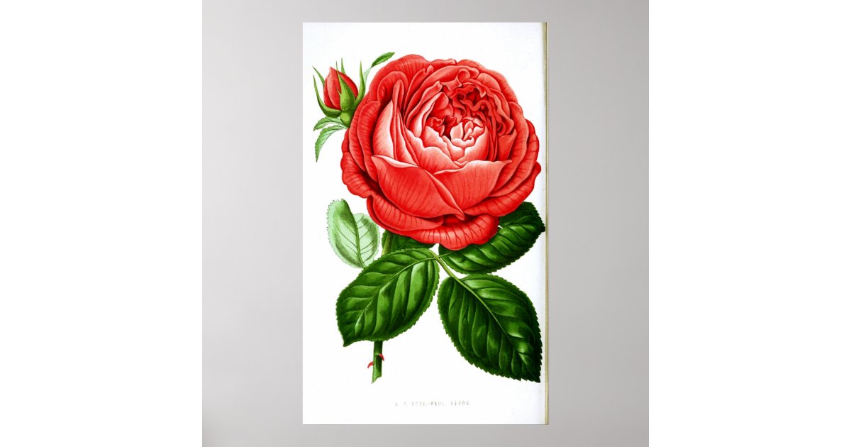 Vintage Art Red Rose Poster | Zazzle