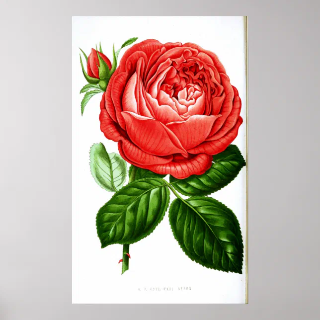 Vintage Art Red Rose Poster | Zazzle