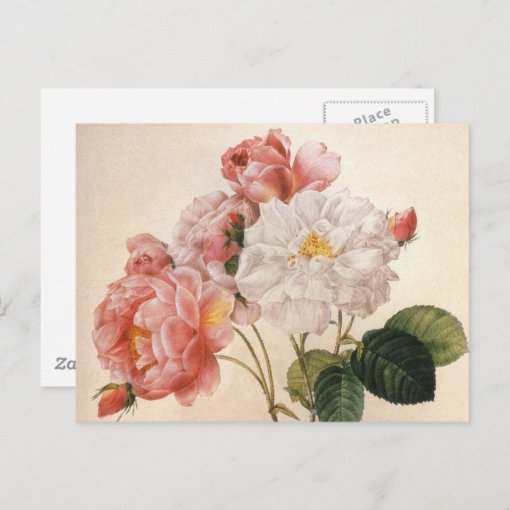 Vintage Art Rose Flower Postcard | Zazzle