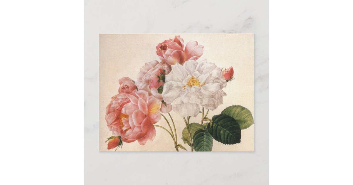 Vintage Art Rose Flower Postcard | Zazzle