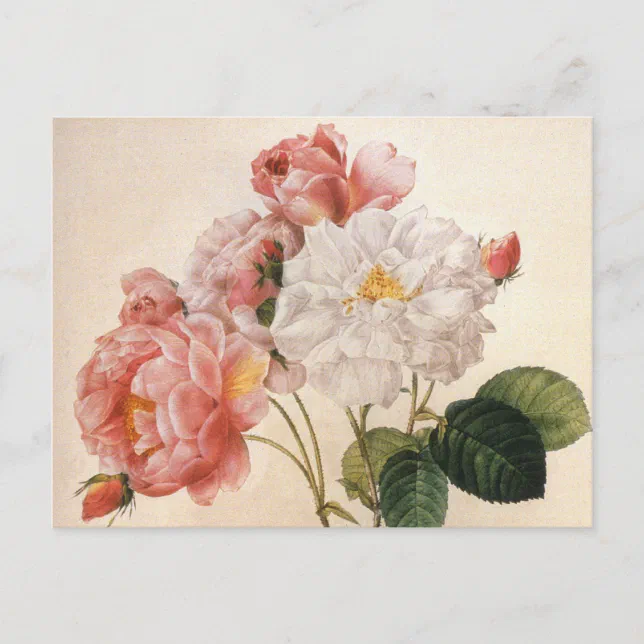 Vintage Art Rose Flower Postcard | Zazzle