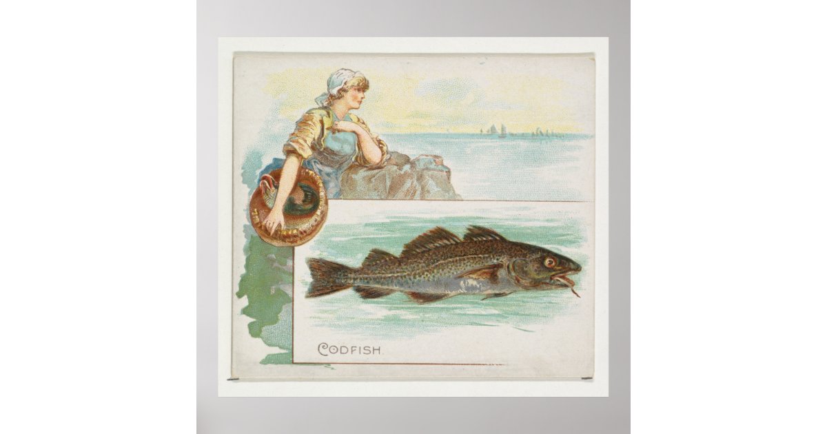 Vintage Atlantic Cod Fish Illustration (1889) Poster | Zazzle