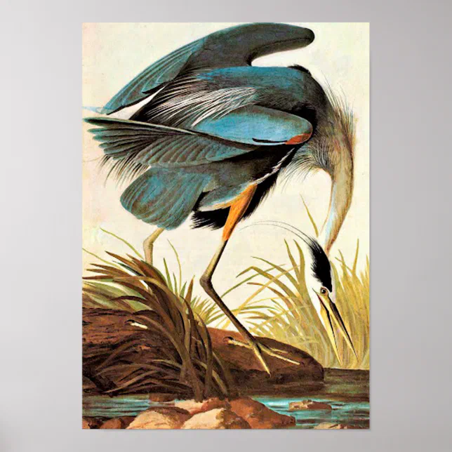 Vintage Audubon Poster | Zazzle