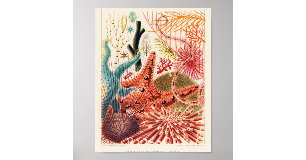 Vintage Australia Great Barrier Reef Fishes Poster | Zazzle