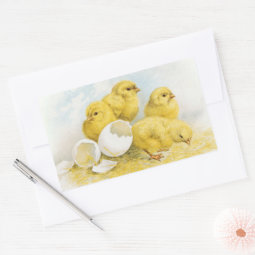Vintage Baby Chickens Rectangular Sticker | Zazzle
