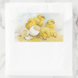 Vintage Baby Chickens Rectangular Sticker | Zazzle