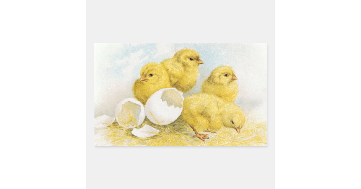 Vintage Baby Chickens Rectangular Sticker | Zazzle