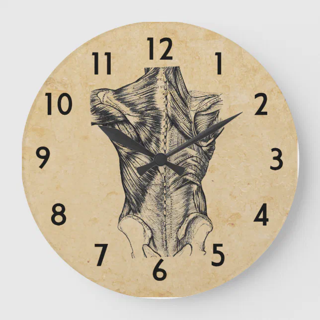 Vintage Back Anatomy Large Clock | Zazzle