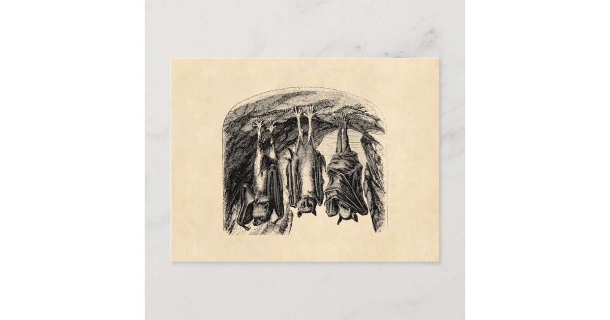 Vintage Bat 1800s Flying Fox Bat Postcard | Zazzle