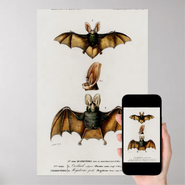 Vintage Bat Illustration Poster | Zazzle