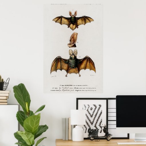 Vintage Bat Illustration Poster | Zazzle