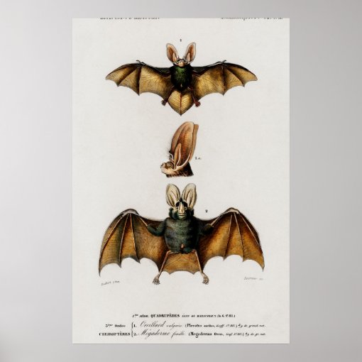 Vintage Bat Illustration Poster | Zazzle