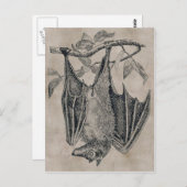 Vintage Bat Postcard | Zazzle