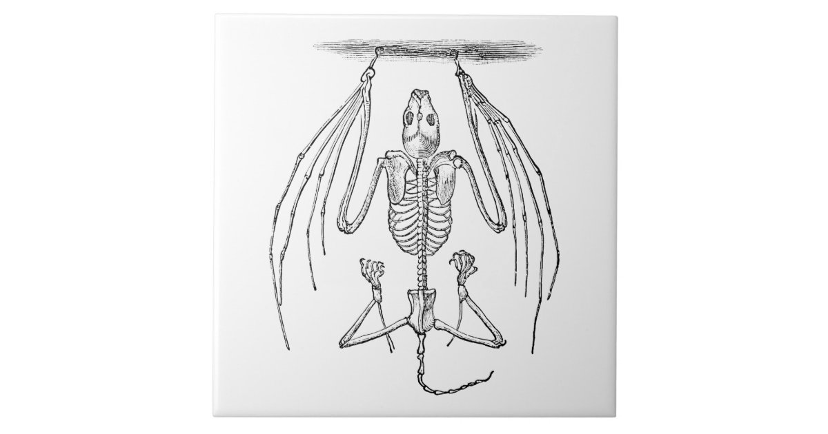 Vintage Bat Skeleton - Bats and Halloween Template Ceramic Tile | Zazzle