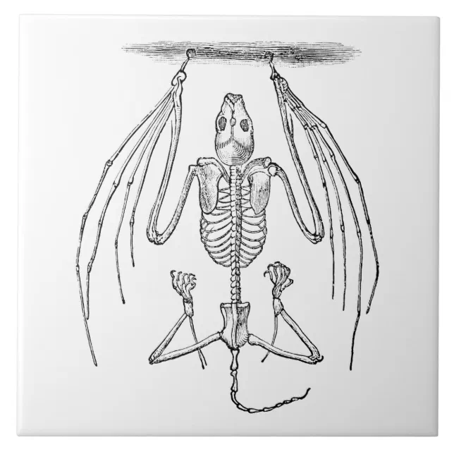 Vintage Bat Skeleton - Bats and Halloween Template Ceramic Tile | Zazzle
