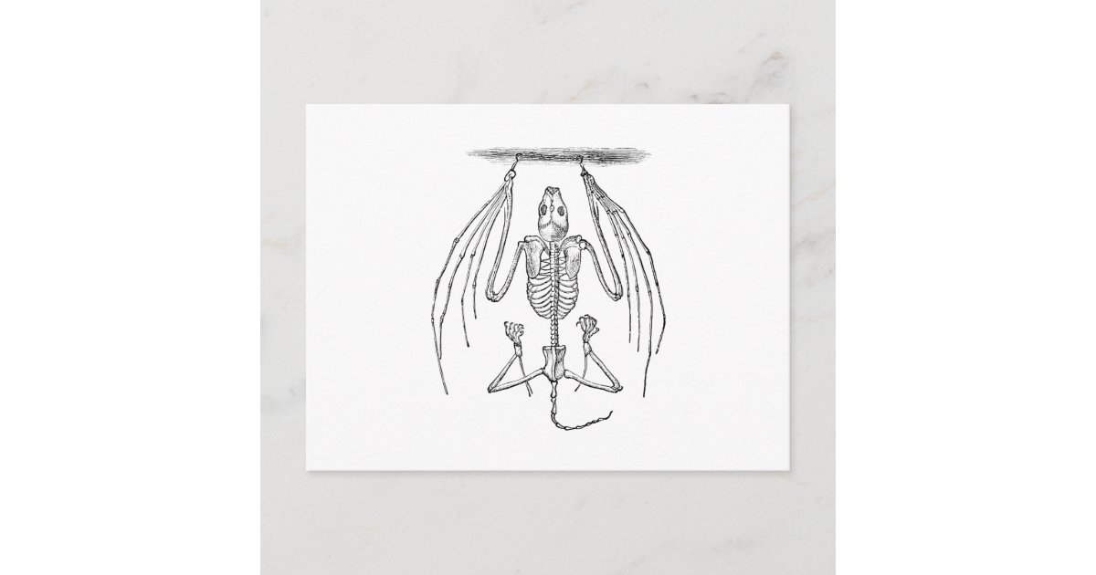 Vintage Bat Skeleton - Bats and Halloween Template Postcard | Zazzle
