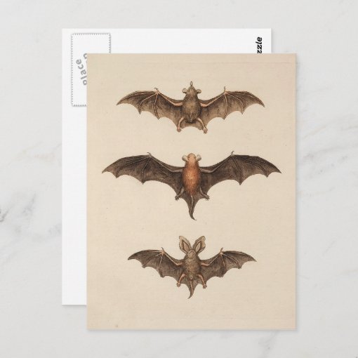 Vintage Bats Halloween Postcard | Zazzle