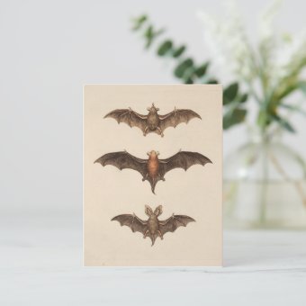 Vintage Bats Halloween Postcard | Zazzle