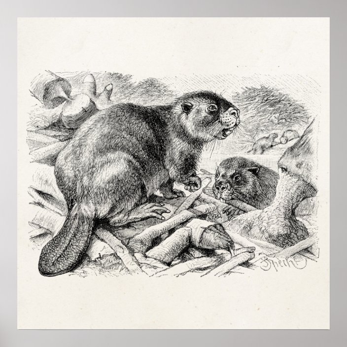 Vintage Beaver Illustration Retro Beavers and Dam Poster | Zazzle.com