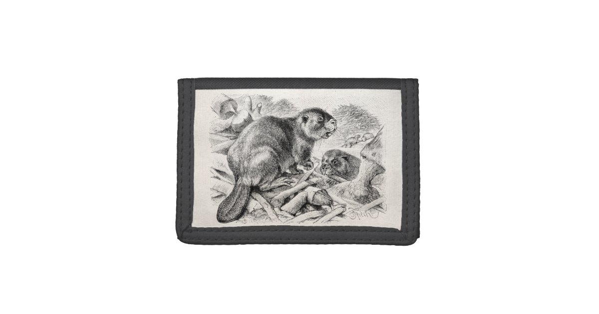 Vintage Beaver Illustration Retro Beavers and Dam Trifold Wallet | Zazzle