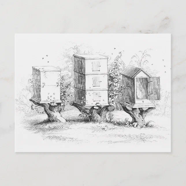 Vintage Bee Boxes Honey Postcard | Zazzle