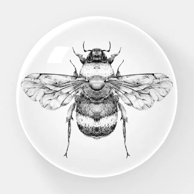 Vintage Bee Illustration Paperweight | Zazzle