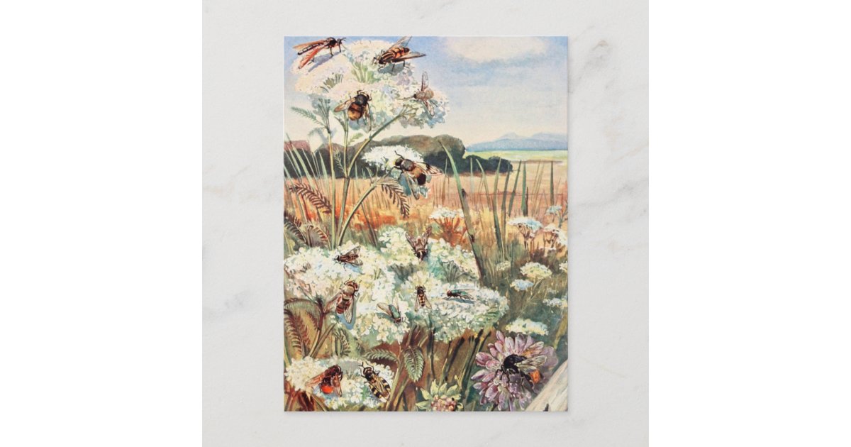 Vintage Bee Illustration Postcard | Zazzle
