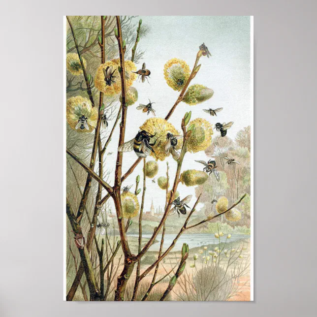 Vintage Bee Illustration Poster | Zazzle