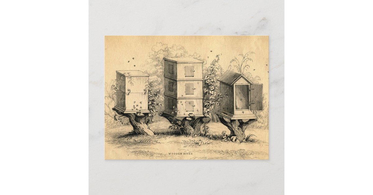 Vintage Beekeeping Beehives Beehive Postcard | Zazzle