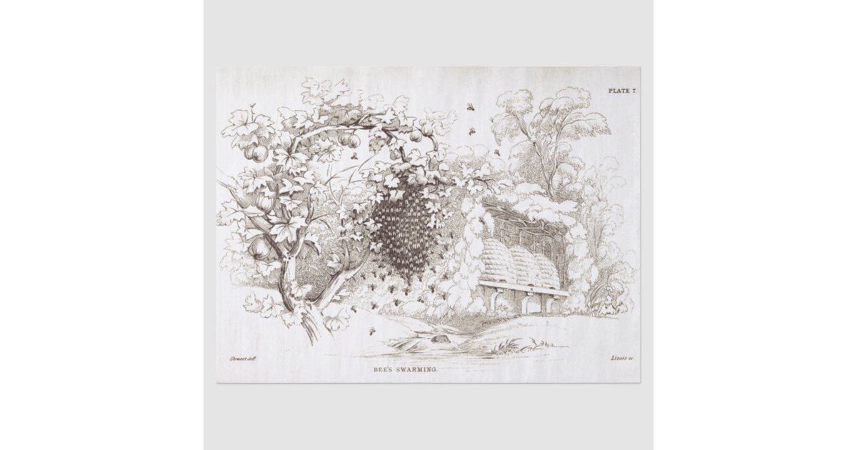 Vintage Bees Swarming Tissue Paper | Zazzle