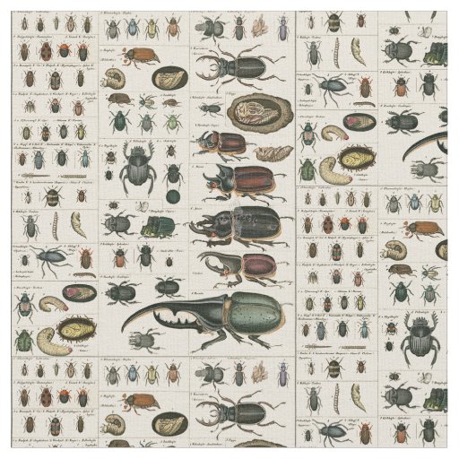 Vintage Beetle Illustration Fabric | Zazzle