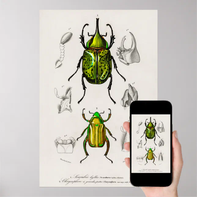 Vintage Beetle Illustration Poster | Zazzle