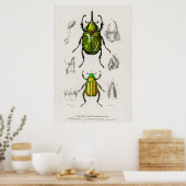 Vintage Beetle Illustration Poster | Zazzle